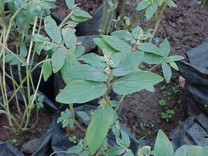 PATIKAN KEBO (Euphorbia Hirta L) - :: *Rumah Sehat Herba Holistic*