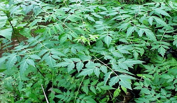 MINDI KECIL (Melia azedarach L) - :: *Rumah Sehat Herba Holistic*