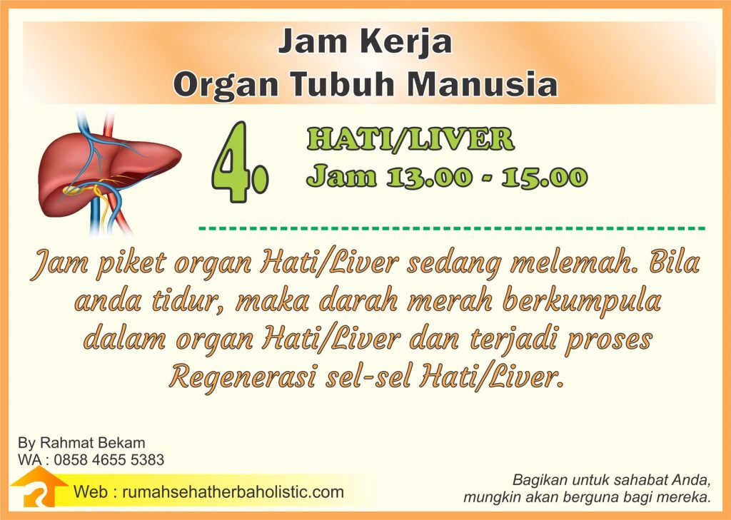 Jam Kerja Organ Tubuh Manusia - :: *Rumah Sehat Herba Holistic*